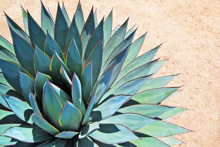 Can Babies Have Agave Nectar? Positives And Negatives Explained